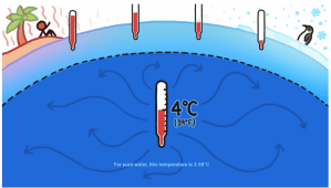 Why Ocean Keeps Its Cool at 4 Celsius | Science Matters